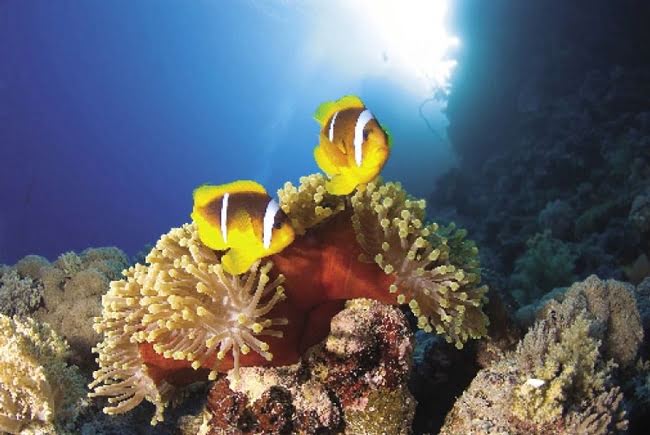 Red Sea Diving Saudi Arabia | Ocean Breeze Liveaboards