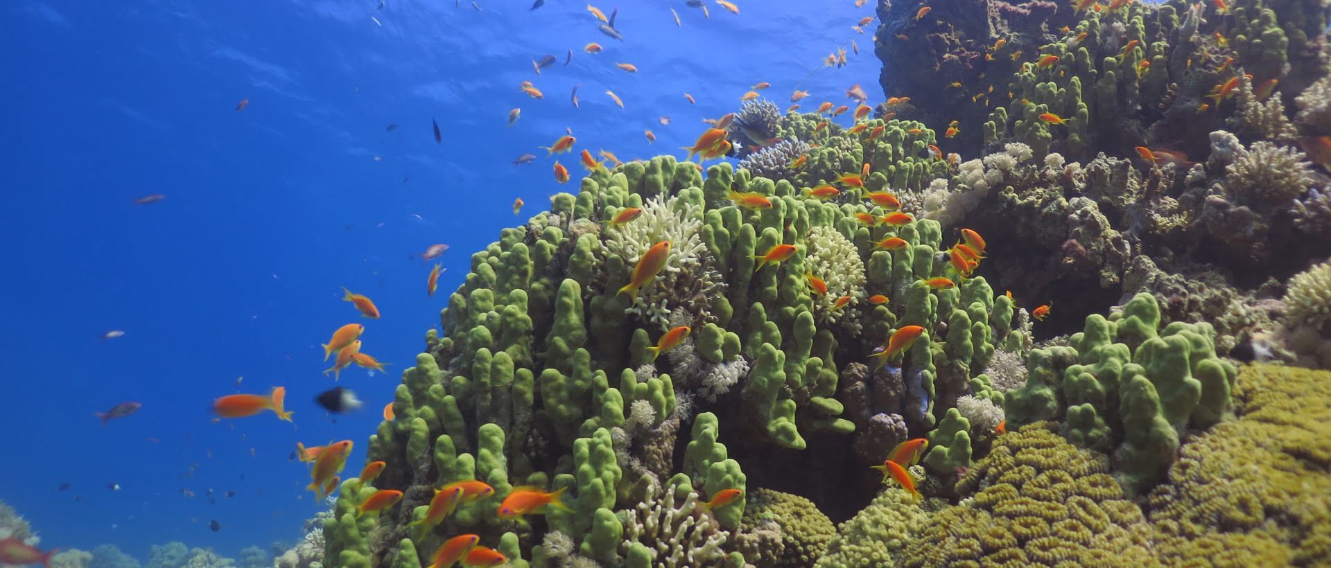 Red Sea Diving Itineraries | Ocean Breeze Liveaboards